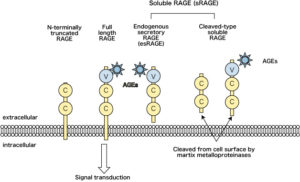 Glycative Stress and AGEs Receptors | Karada Lab