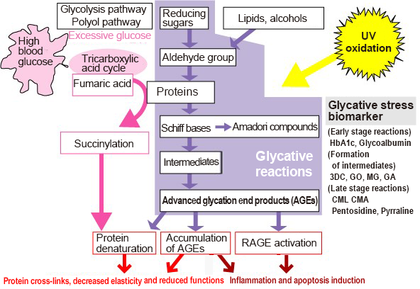 What is glycative stress? | Karada Lab