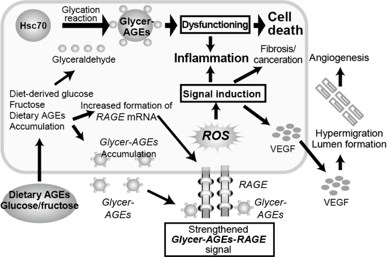 Glycative stress and liver disease | Karada Lab